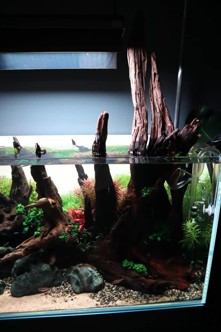 5 Visually Stunning Terrarium Rocks for Creative Planting