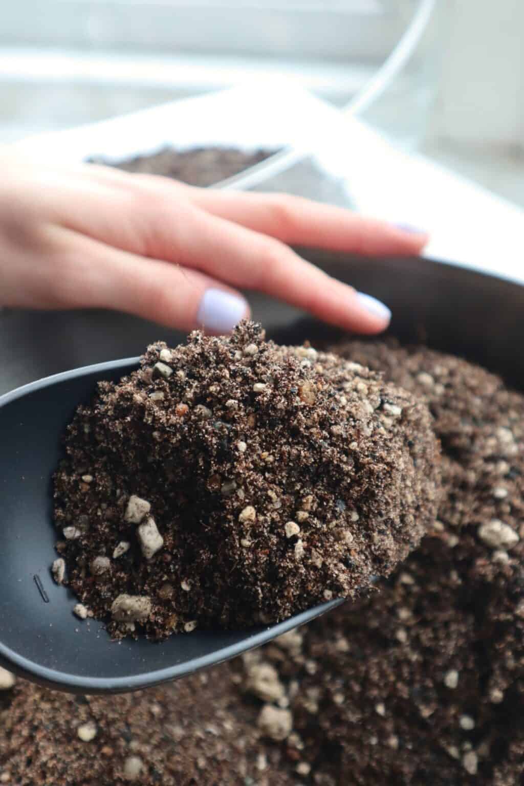 How to Make a Desert Terrarium (Step-by-Step) + Ideas - Terrarium Tribe