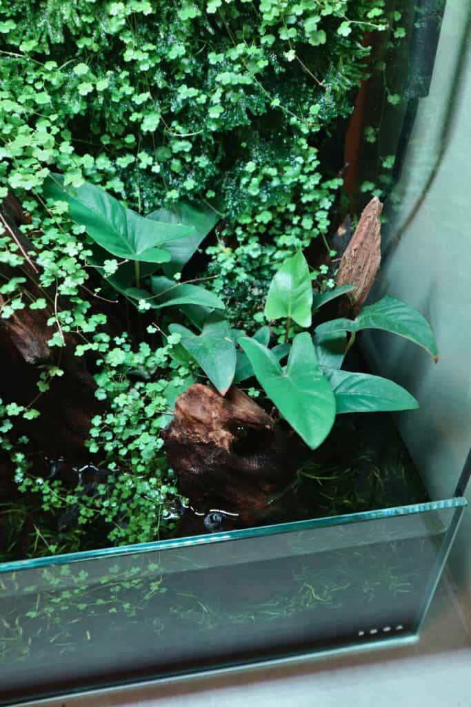 Paludarium 101: Creating a Thriving Semi-Aquatic Paradise