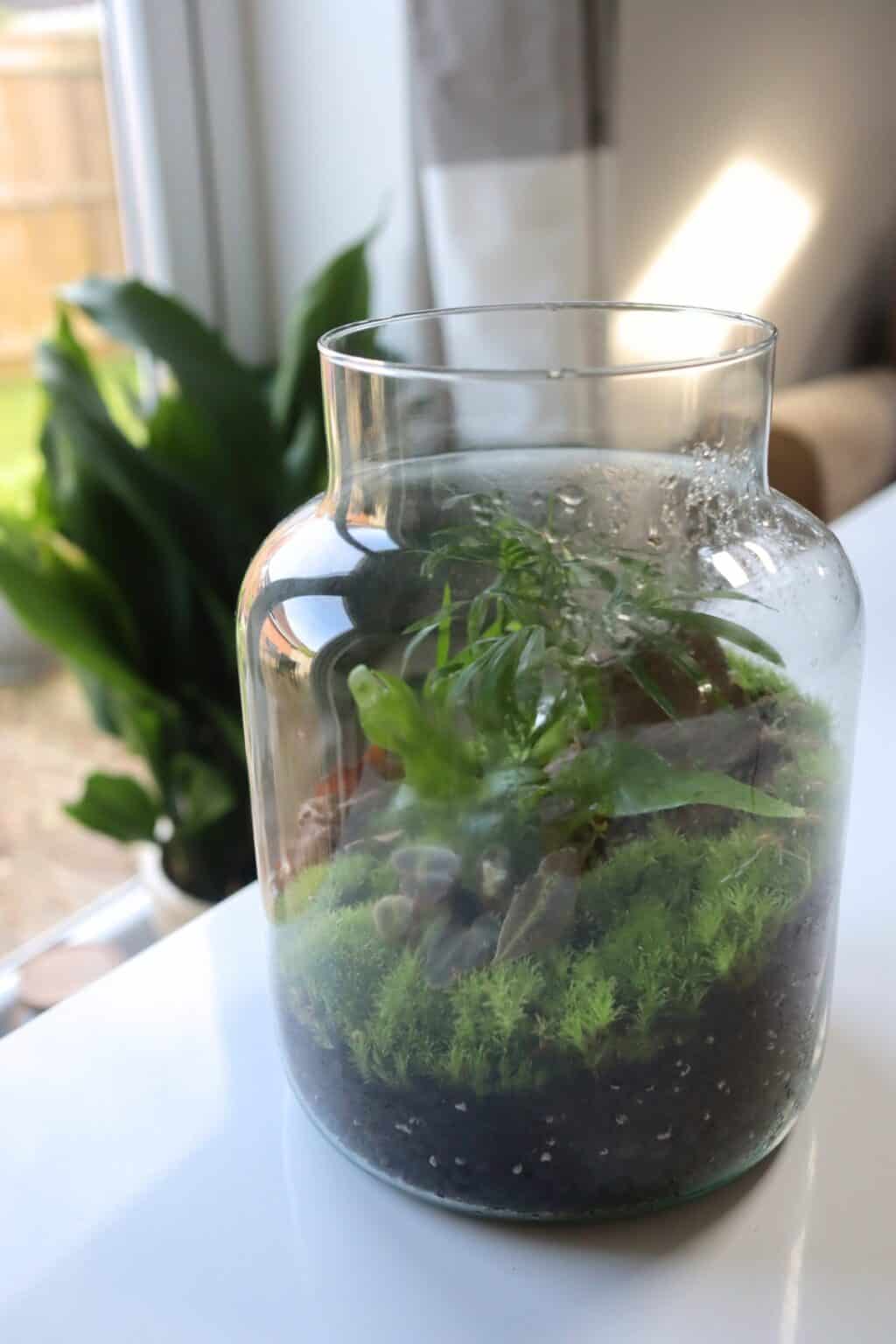 How to Make a Radiant Terrarium Lamp [DIY Guide]