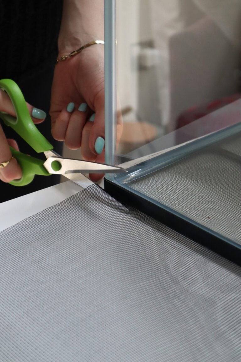 Paludarium 101: Creating a Thriving Semi-Aquatic Paradise