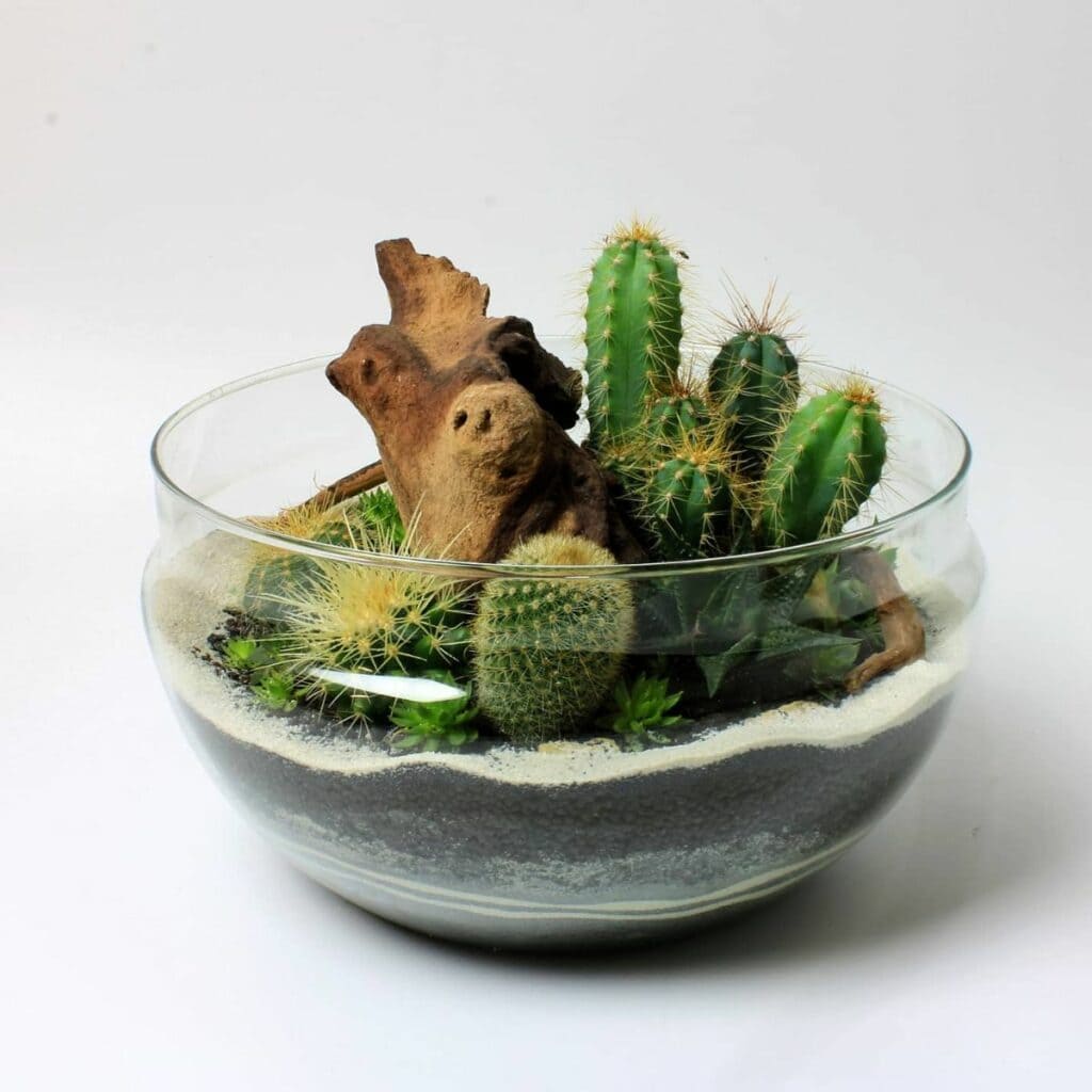 How to Make a Desert Terrarium (Step-by-Step) + Ideas - Terrarium Tribe