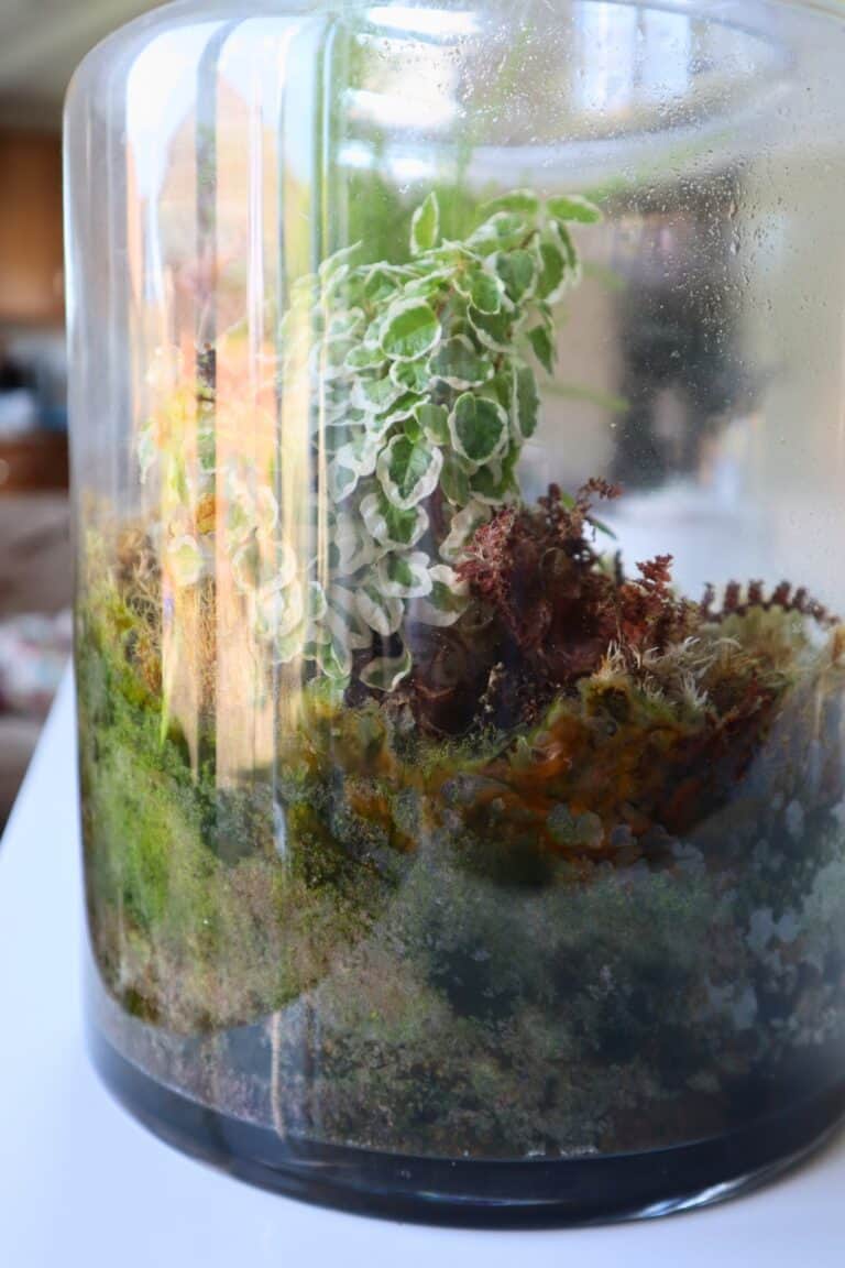 How To Water A Terrarium (The Right Way) - Expert Guide