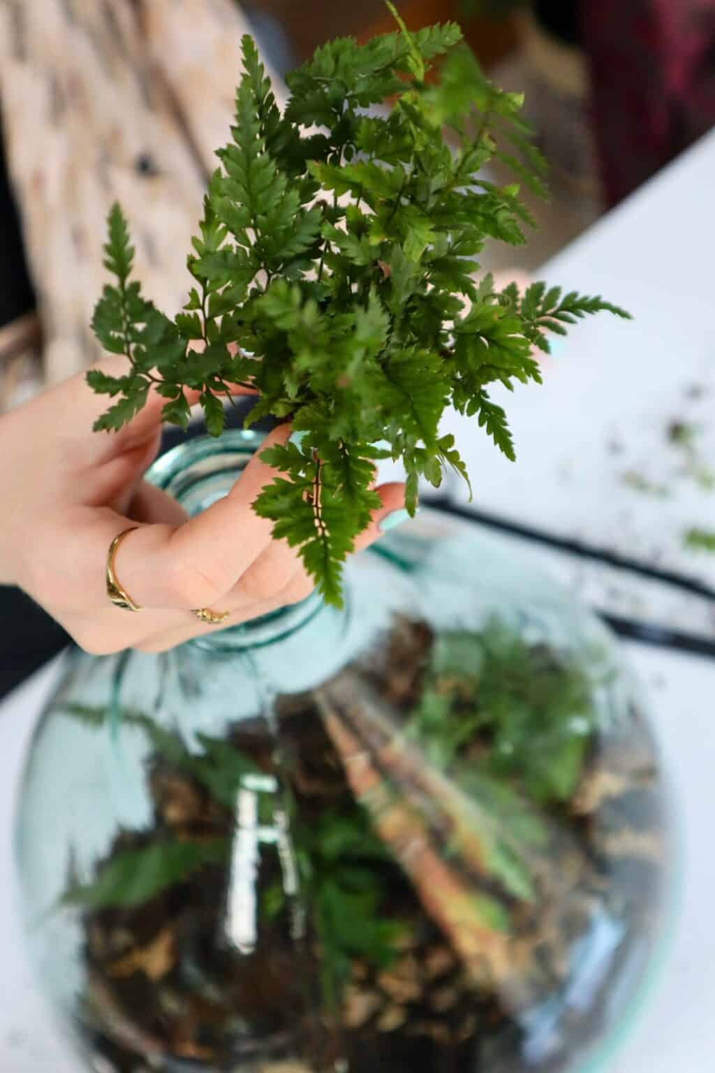 How to Make a DIY Bottle Terrarium (Elegant Eco-Art)