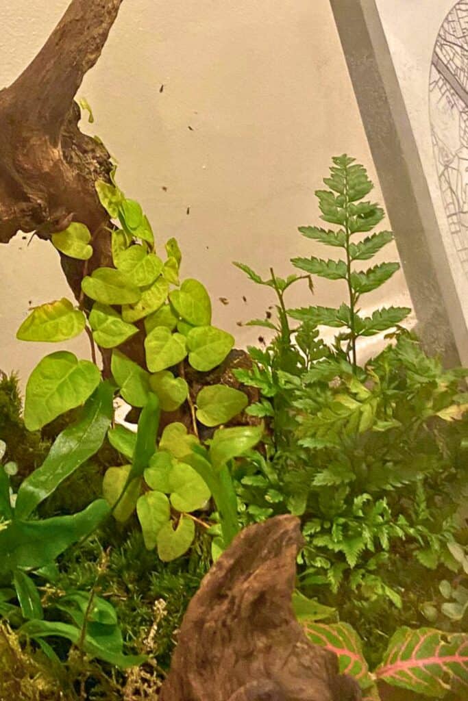 No More Gnats! How to Get Rid of Fungus Gnats in Terrariums