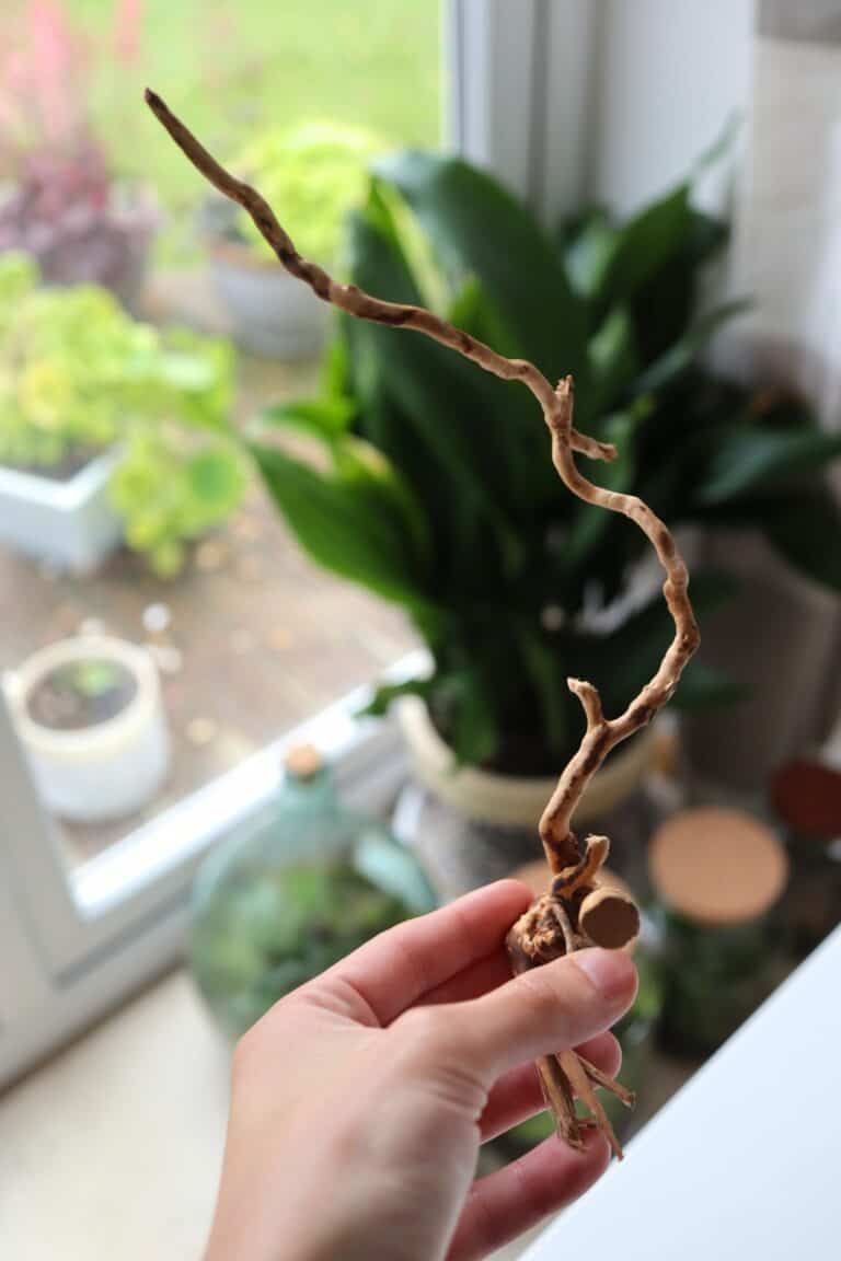 10 Dynamic Types of Wood for Terrariums (+ Photos) - Terrarium Tribe