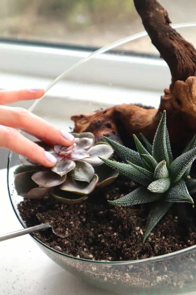 How to Make a Desert Terrarium (Step-by-Step) + Ideas - Terrarium Tribe