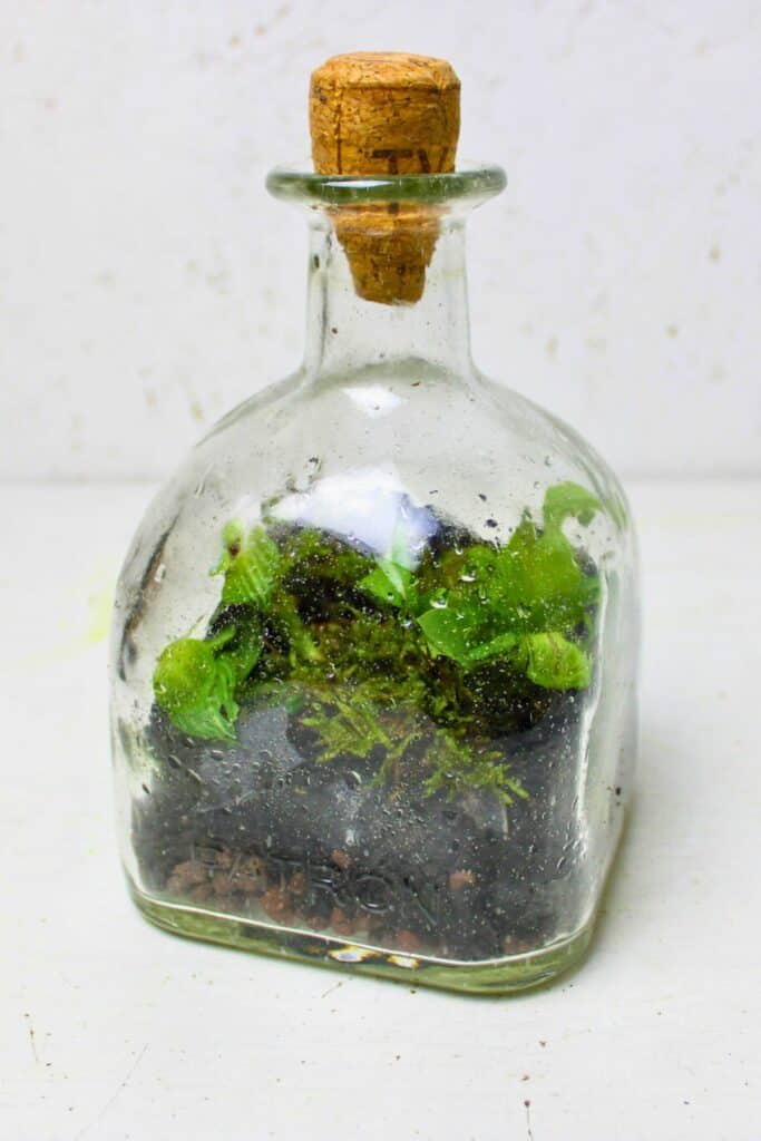 How to Make a DIY Bottle Terrarium (Elegant Eco-Art)
