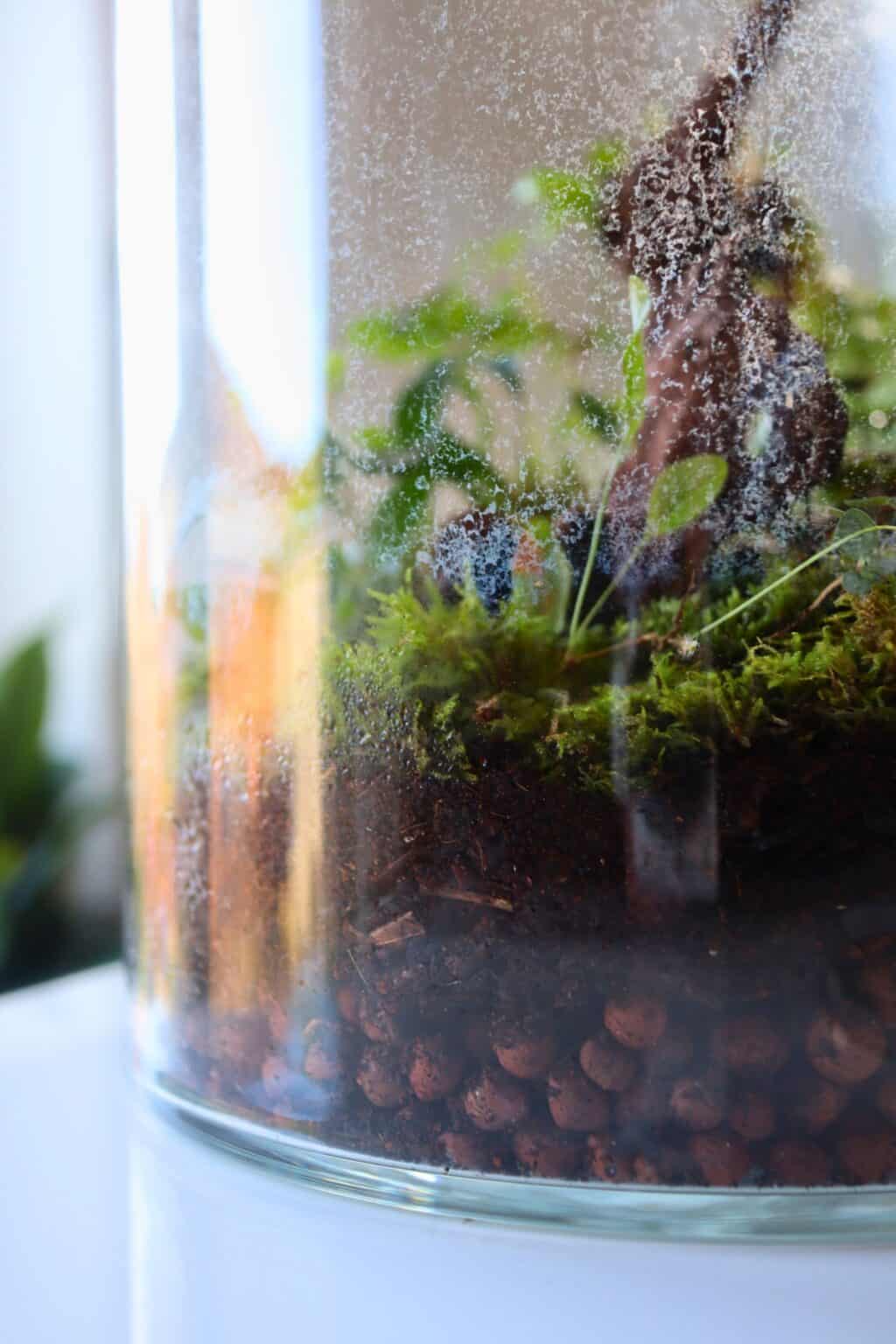How To Water A Terrarium (The Right Way) - Expert Guide