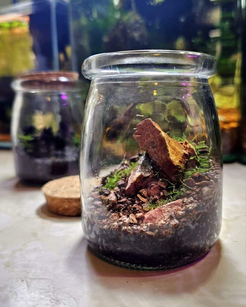 Discover the Best Terrarium Kits for Sealed (Live) Projects