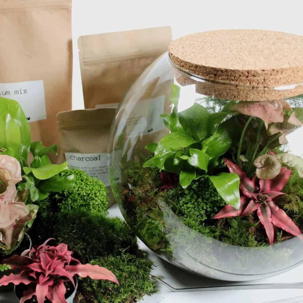 Looking for a DIY Closed Terrarium Kit? Here Are the 7 Best!