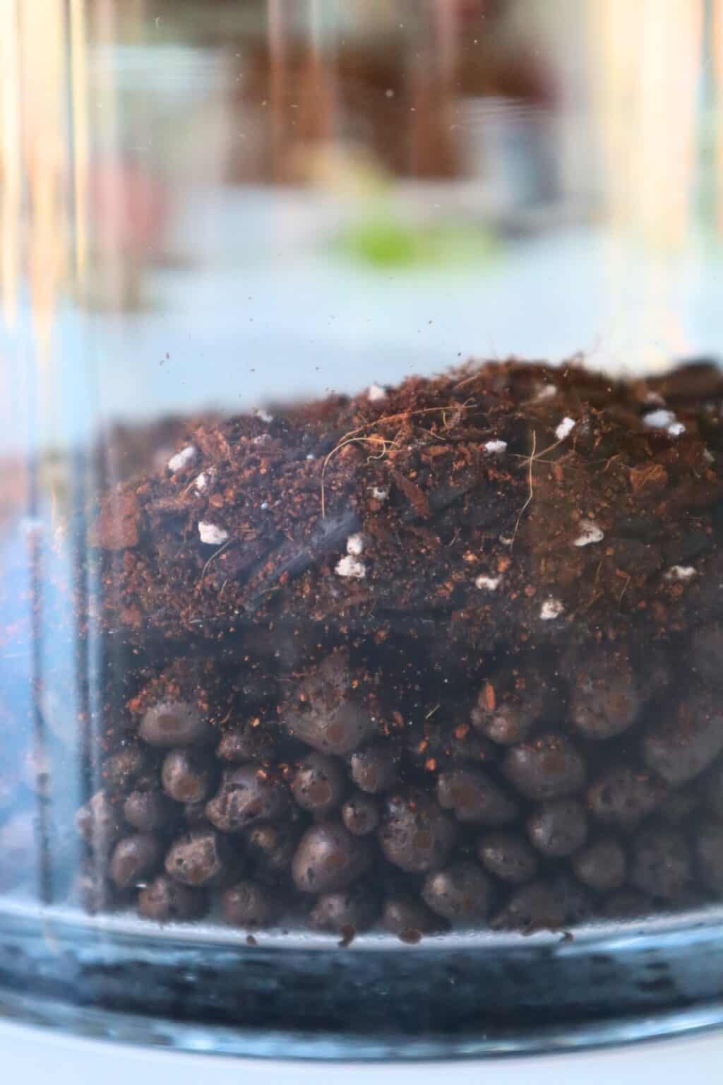 Terrarium Substrate: A Hands-on Guide (+ Best Soil Mixes) - Terrarium Tribe