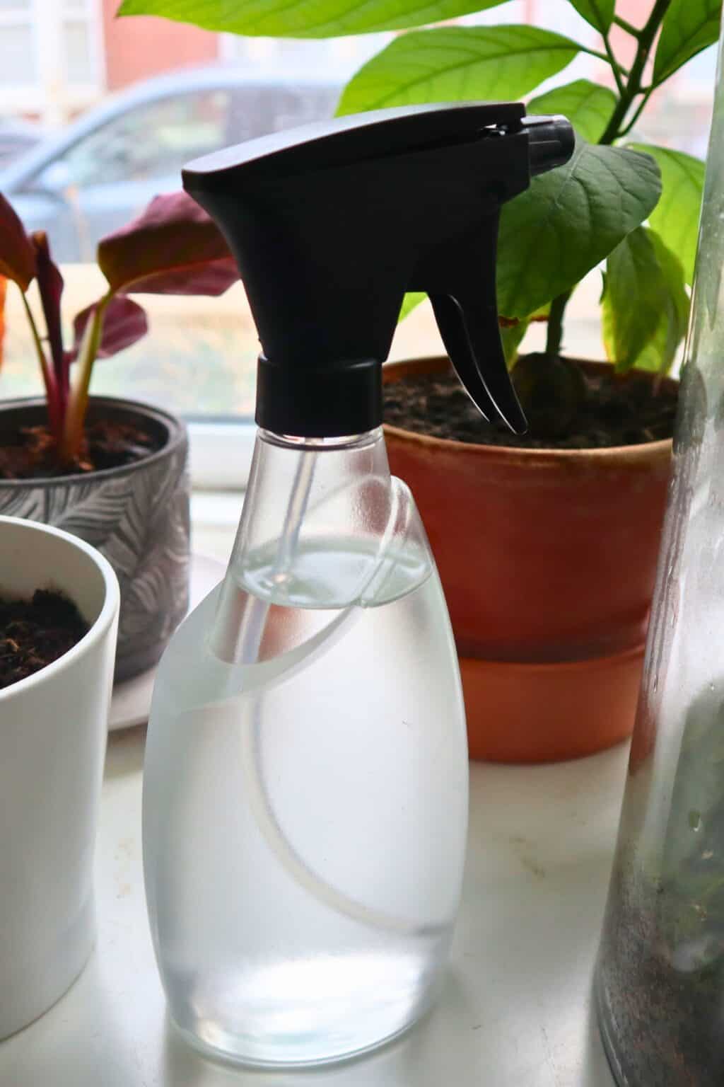How To Water A Terrarium (The Right Way) - Expert Guide