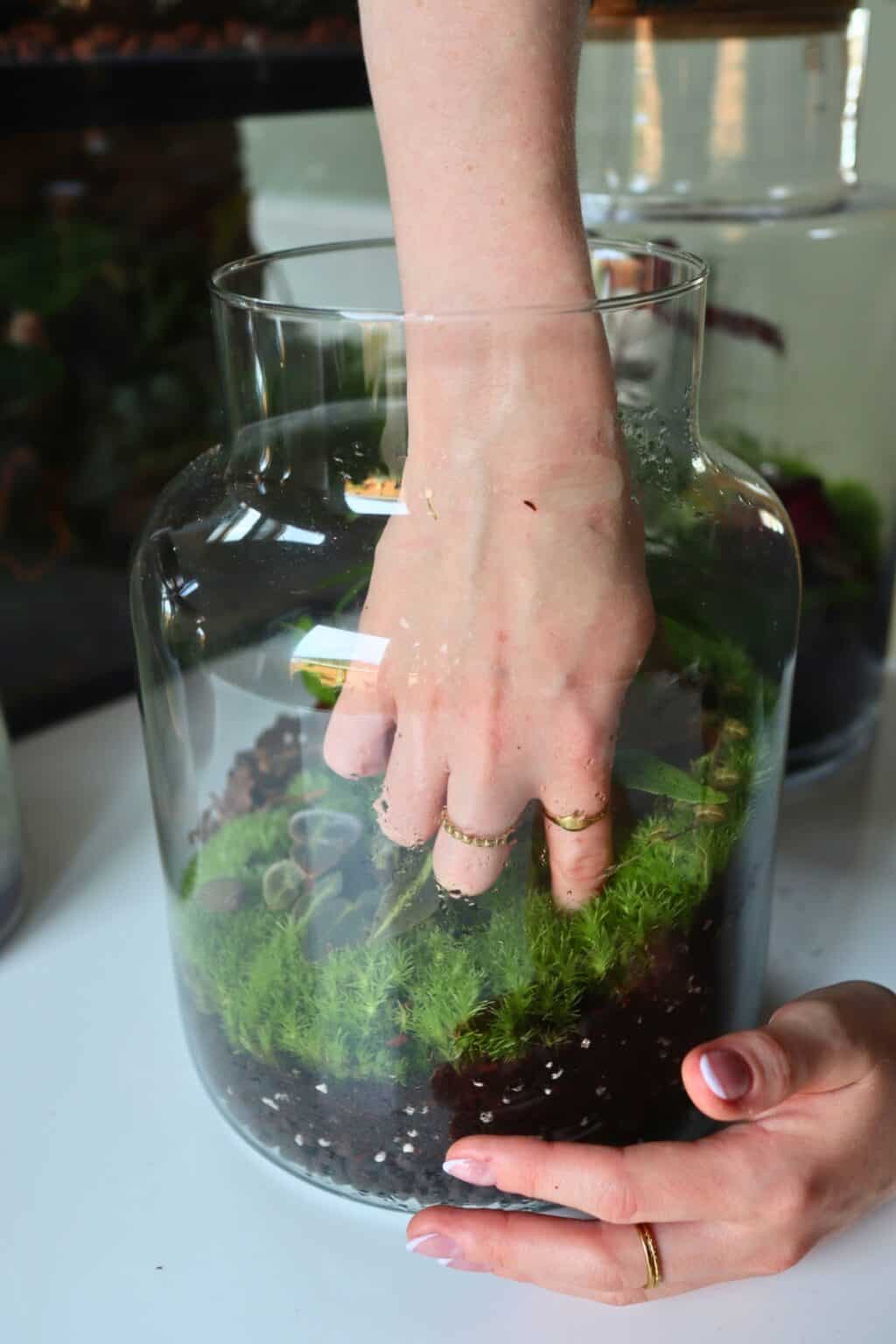 How To Water A Terrarium (The Right Way) - Expert Guide