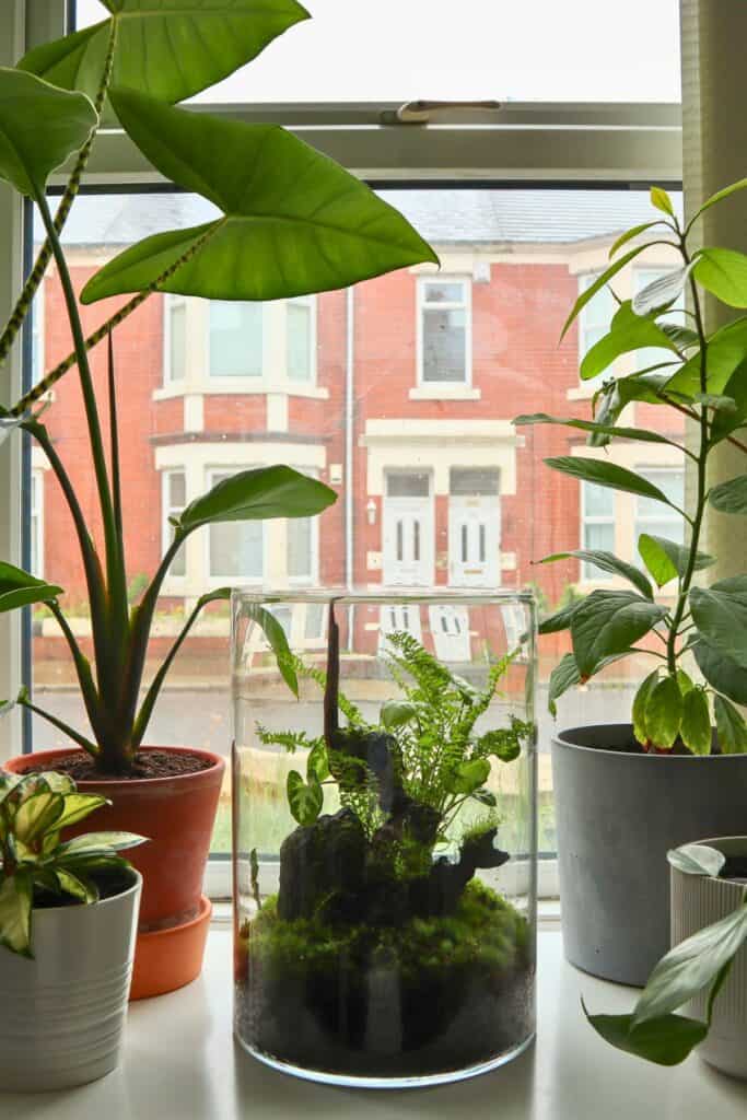 What Is a Terrarium? A Quick Horticultural Handbook