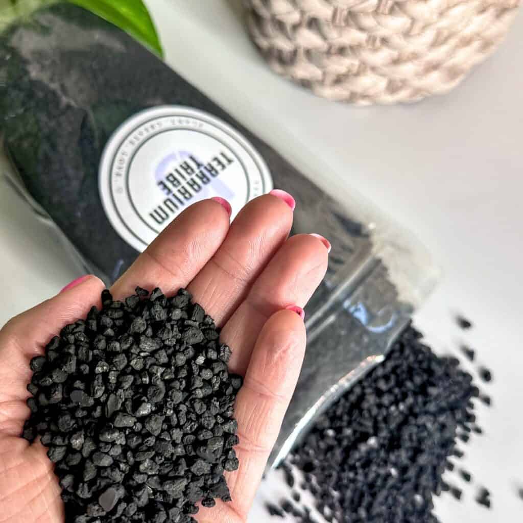 How to Fix Mold in Terrariums (7 Easy Tips & Tricks) - Terrarium Tribe