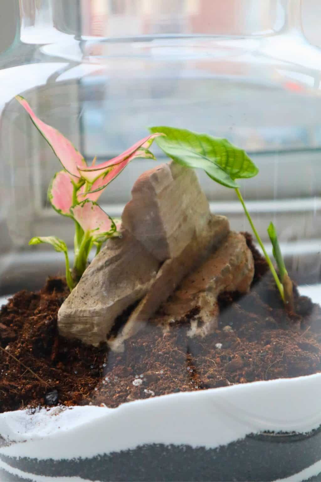 Learn These Pro Terrarium Design Skills to Level up Your Game ...