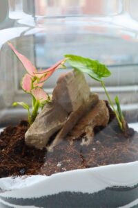 Learn These Pro Terrarium Design Skills to Level up Your Game ...