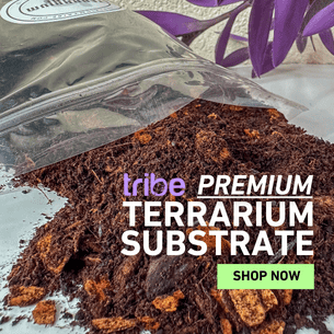 Isopod Substrate Guide: The Best Materials and Mixes to Use