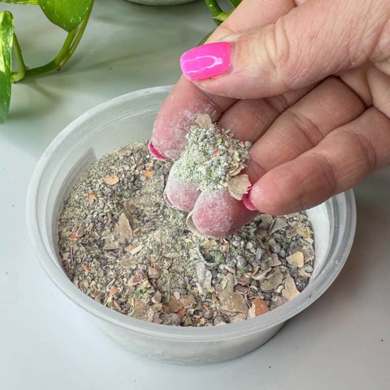 What Do Springtails Eat? + Best Foods (& Those Best Avoided)