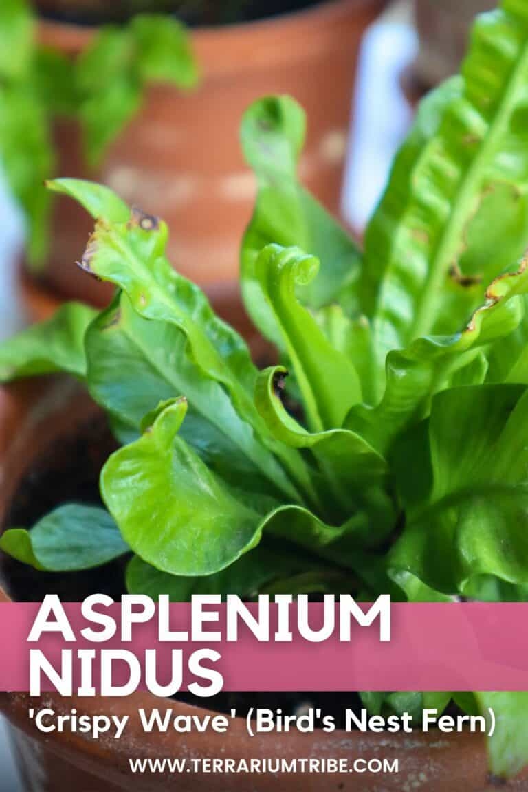 Asplenium nidus: How to Grow the Crispy Wave Fern - Terrarium Tribe