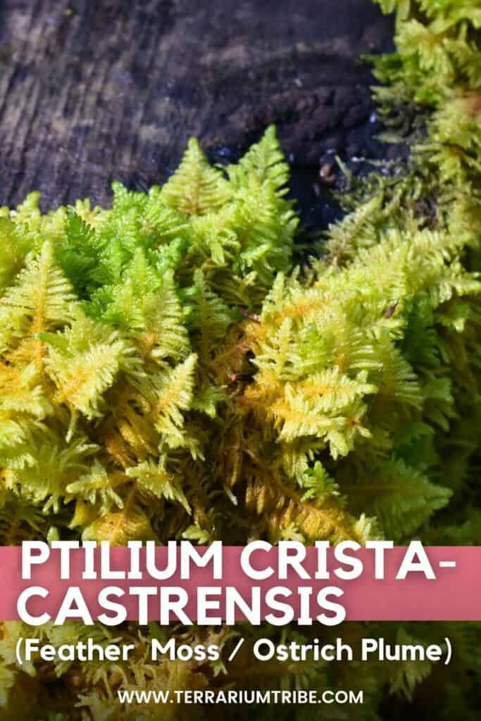 How to Grow Feather Moss (Ptilium crista-castrensis) - Terrarium Tribe