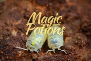 The Magic Potion Isopod: Care Secrets All Spell-ed Out