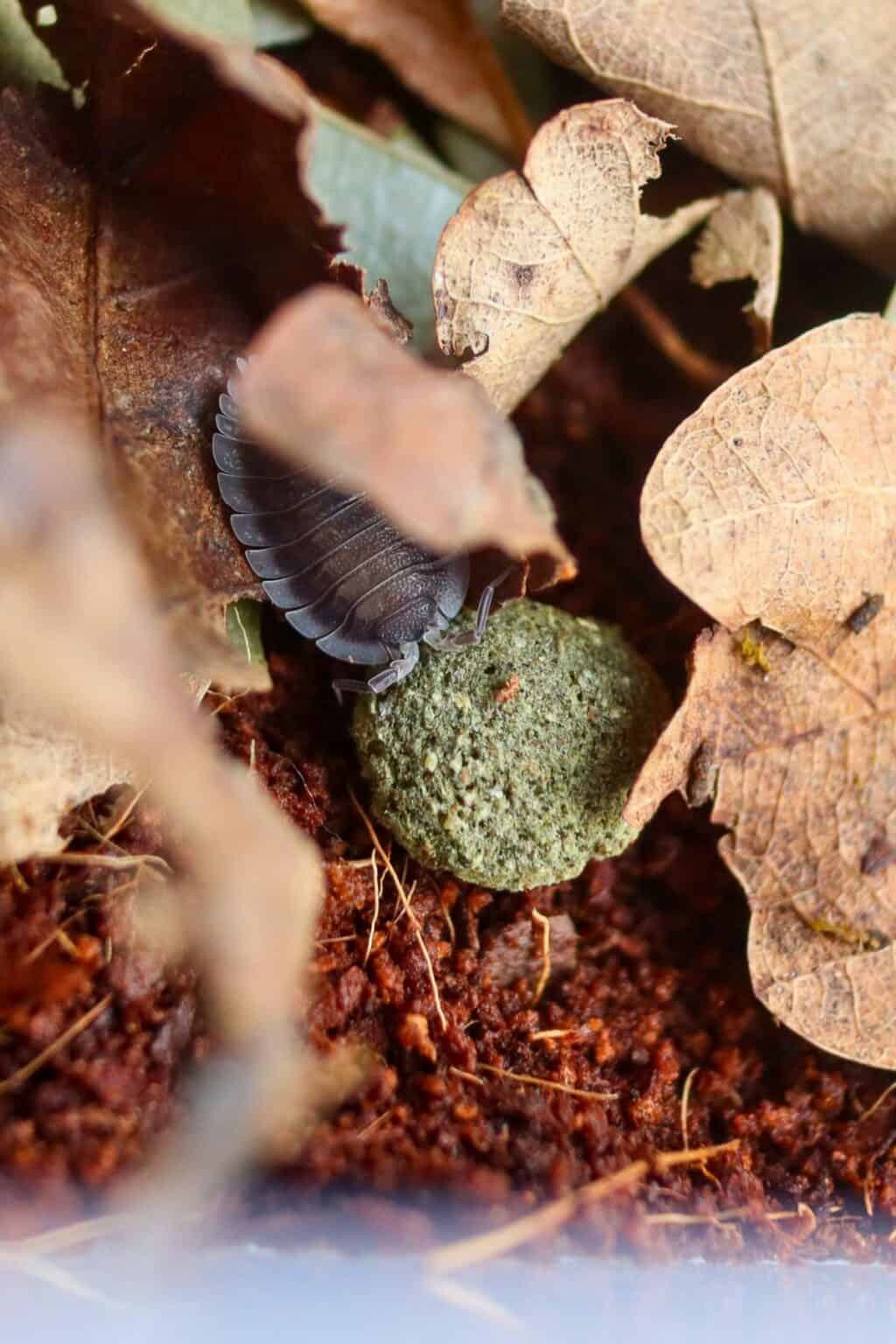 Porcellio werneri: How to Care for the Greek Shield Isopod