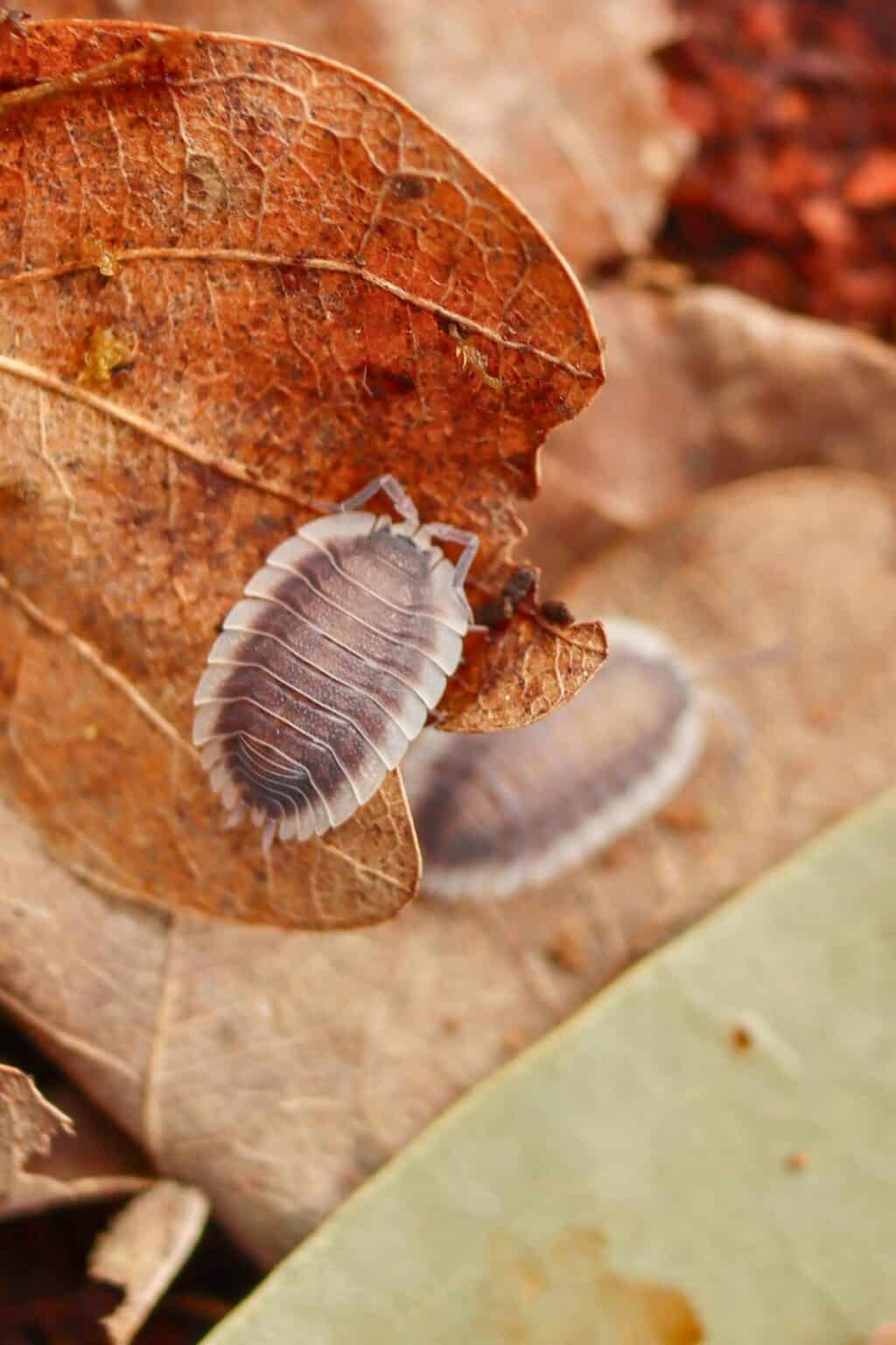 Porcellio werneri: How to Care for the Greek Shield Isopod
