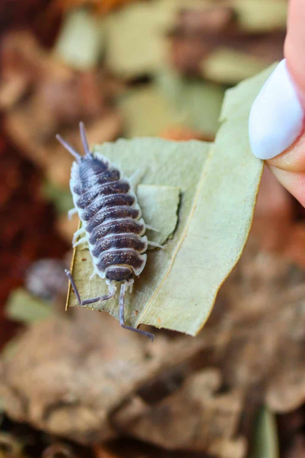 How to care for Porcellio hoffmannseggi (The Titan Isopod)