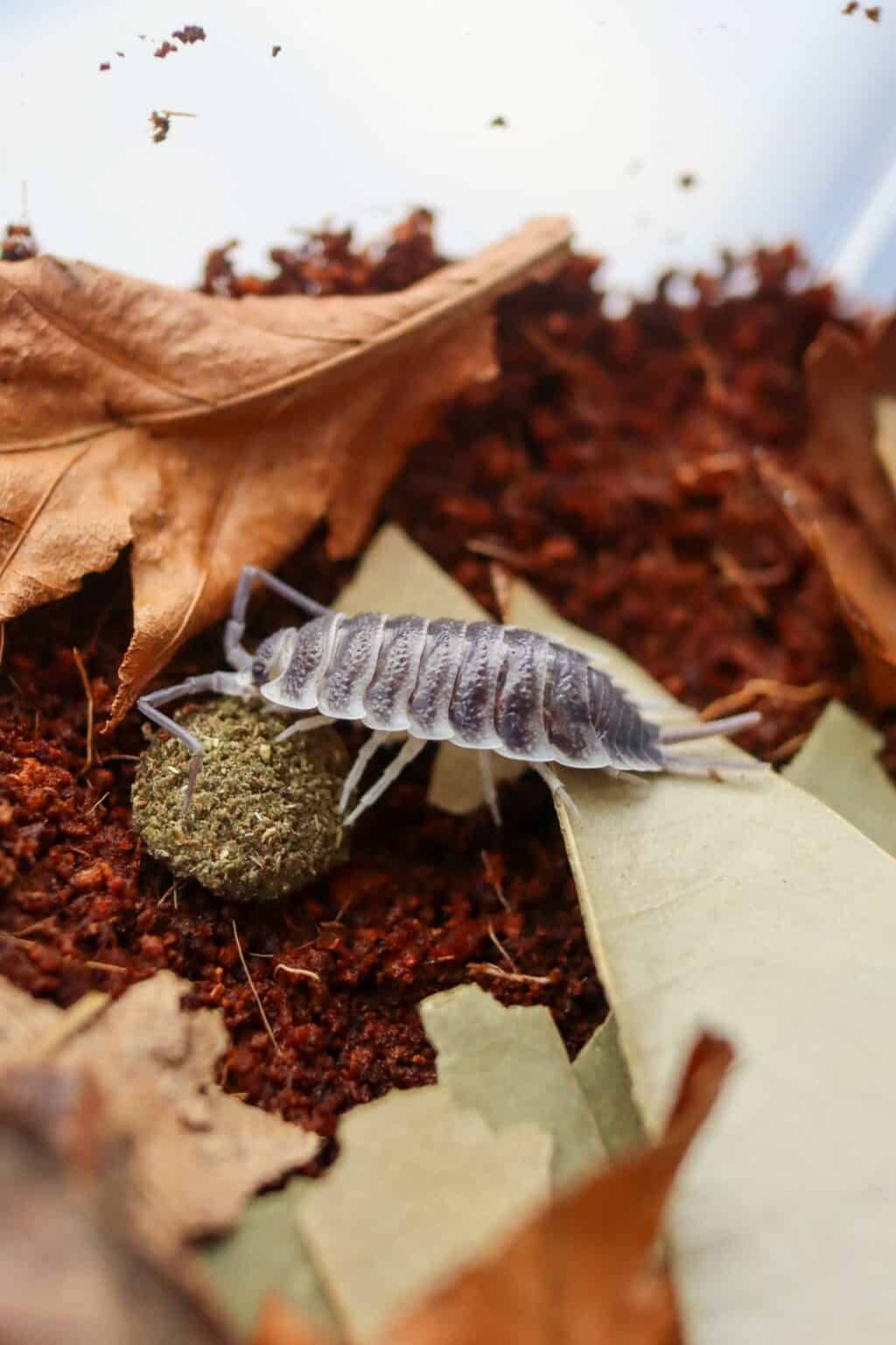 How to care for Porcellio hoffmannseggi (The Titan Isopod)