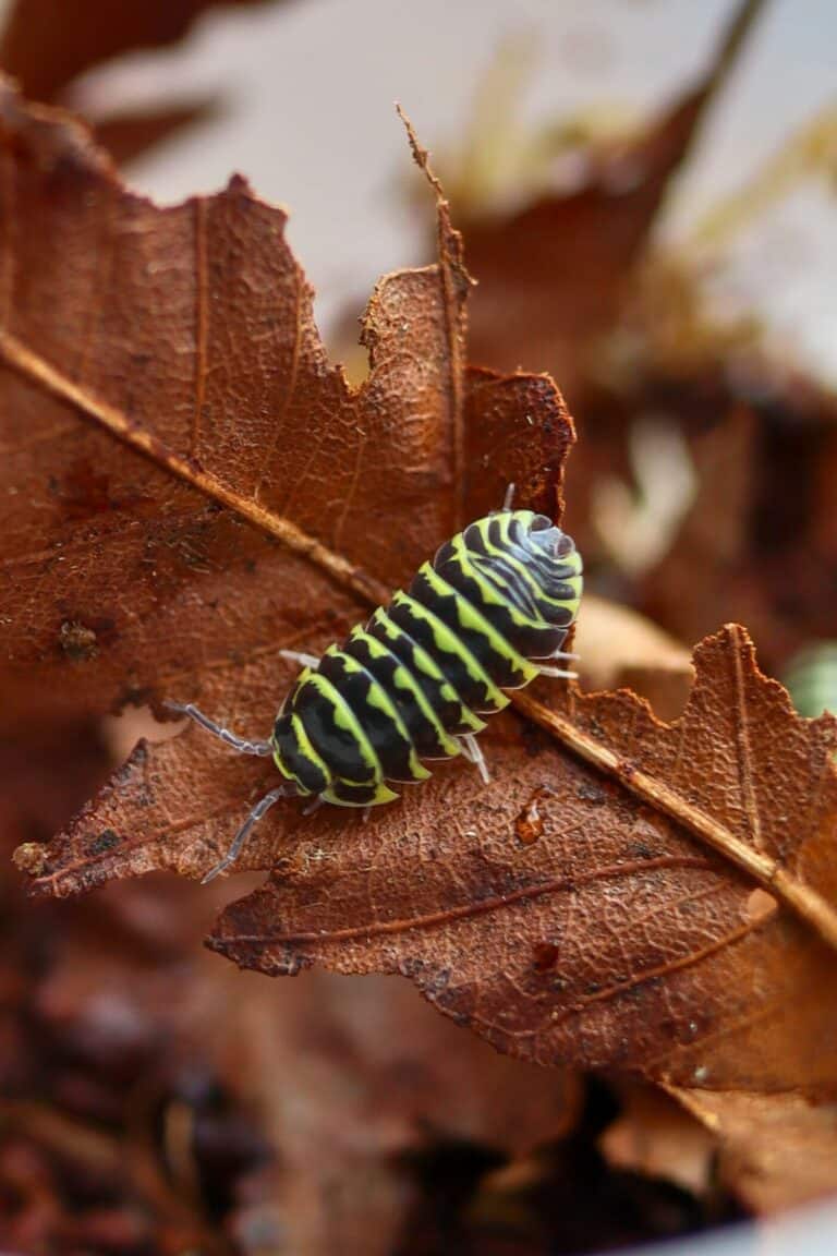 The Complete Pet Isopod Guide: Picks, Enclosure Setup & Care