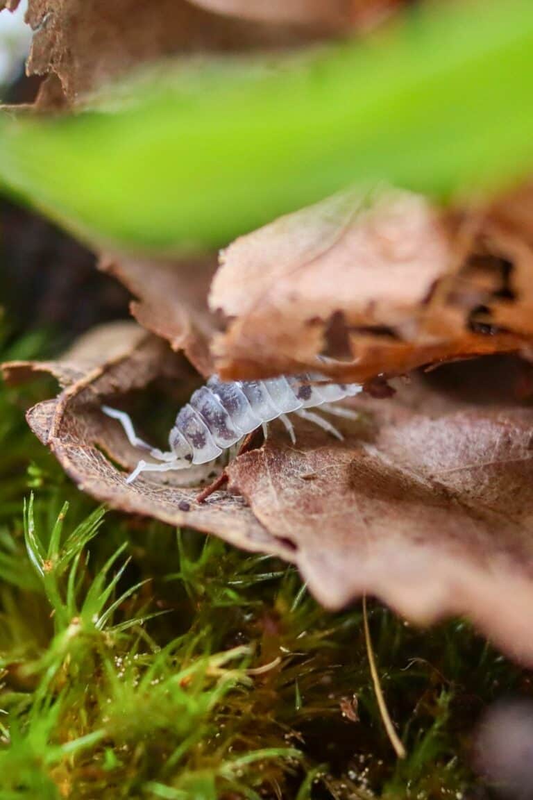 Types of Isopods - A Collector's Guide (Cool & Cute Species ...