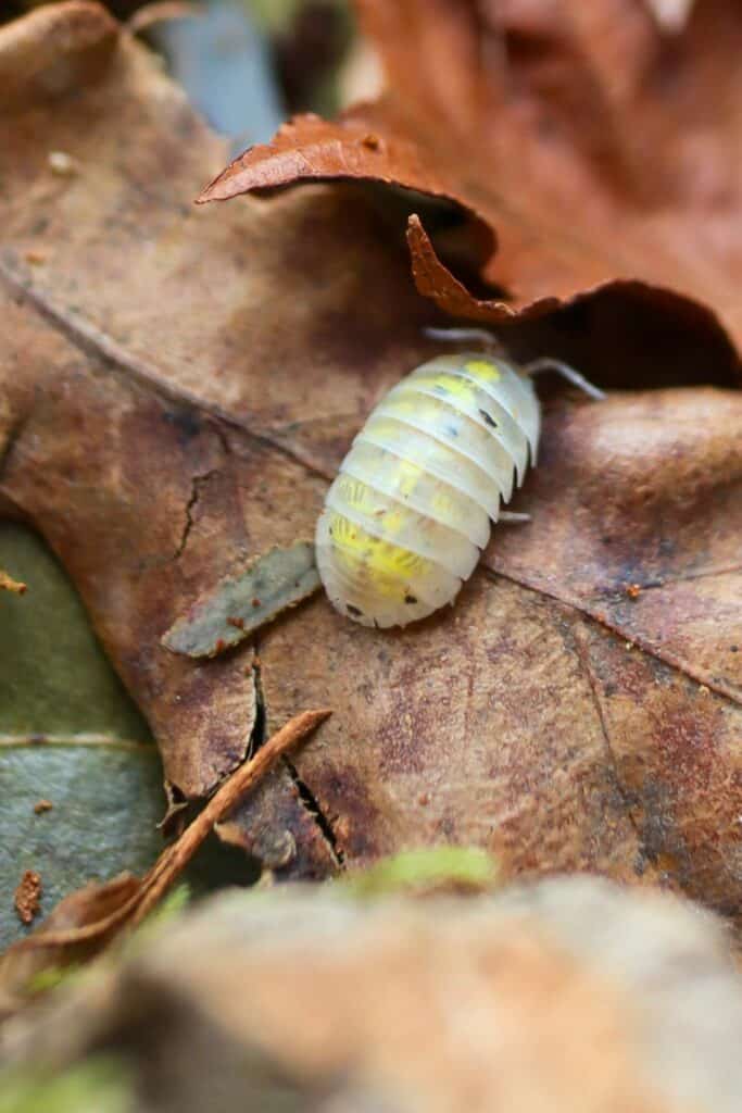 The Magic Potion Isopod: Care Secrets All Spell-ed Out
