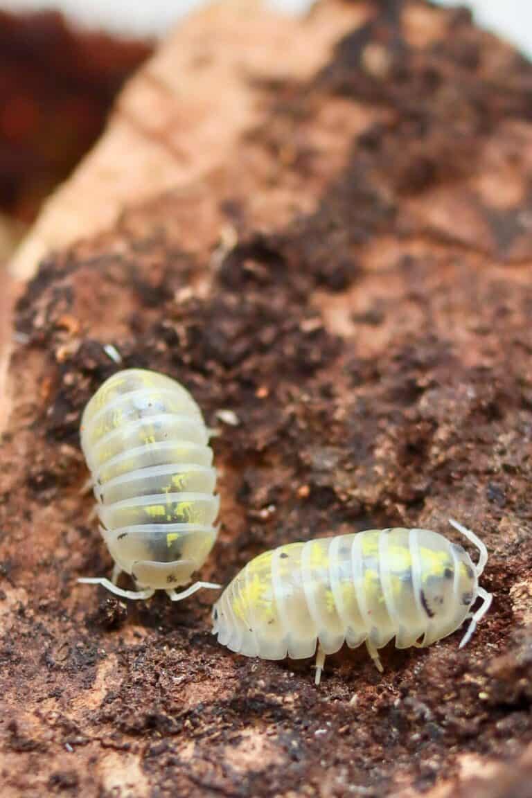 The Magic Potion Isopod: Care Secrets All Spell-ed Out