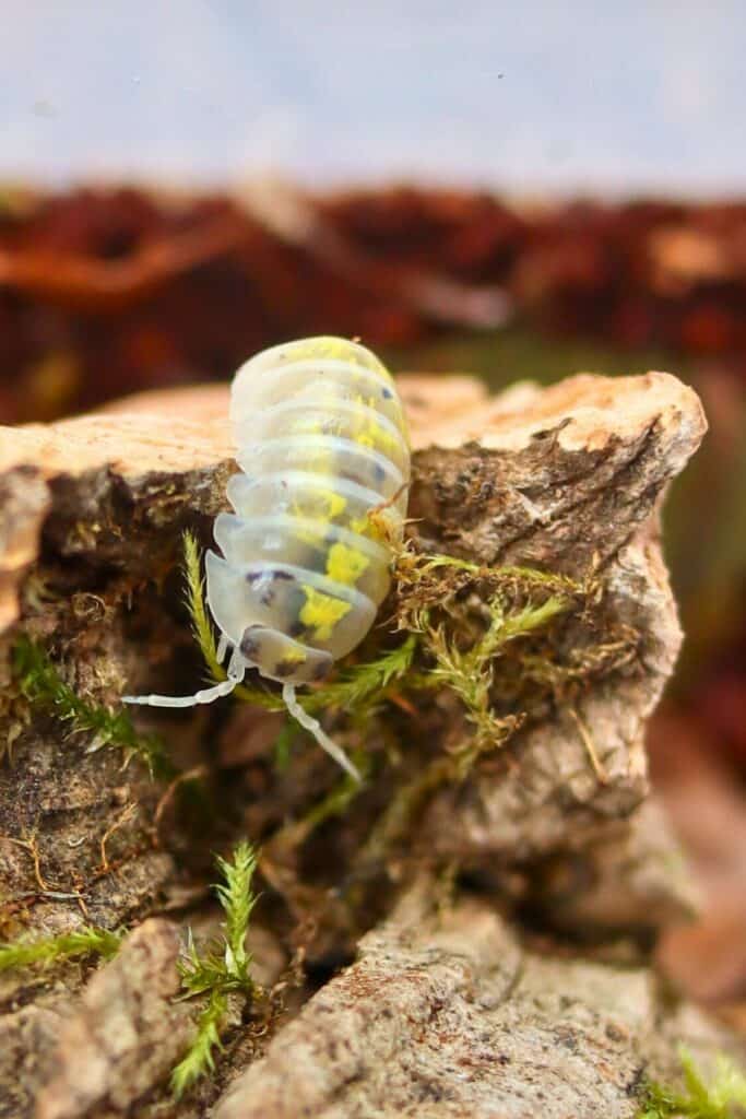 Types of Isopods - A Collector's Guide (Cool & Cute Species ...