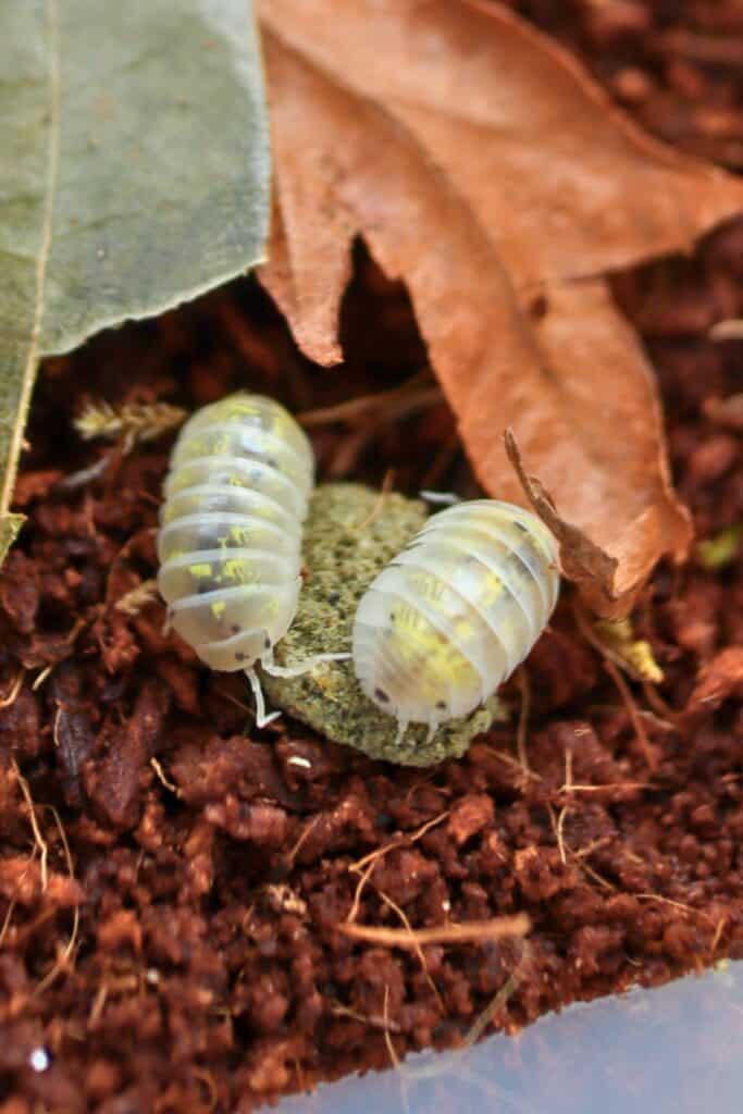 The Magic Potion Isopod: Care Secrets All Spell-ed Out