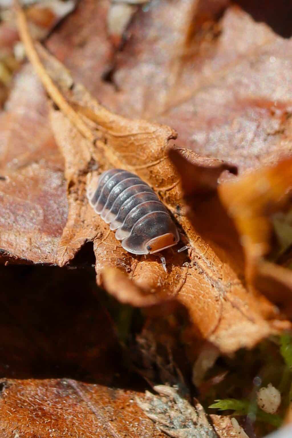 New Cubaris Isopods: 10+ Stunning Species (You Have to See!)