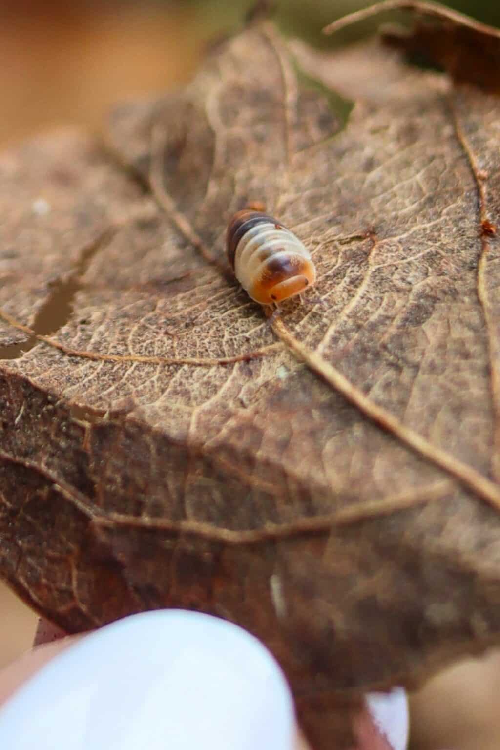 Types of Isopods - A Collector's Guide (Cool & Cute Species ...