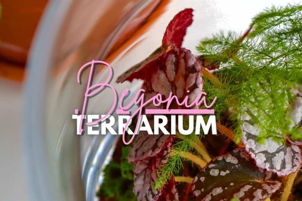 How to Grow Begonia in a Terrarium (Best Types + Tips)