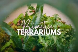 How to Make a Bioactive Terrarium (Or Vivarium) - DIY Guide - Terrarium ...
