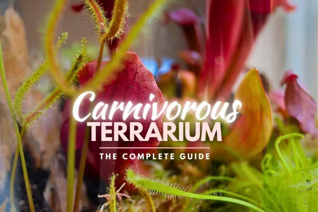 The Carnivorous Plant Terrarium Guide: Exploring the Exotic