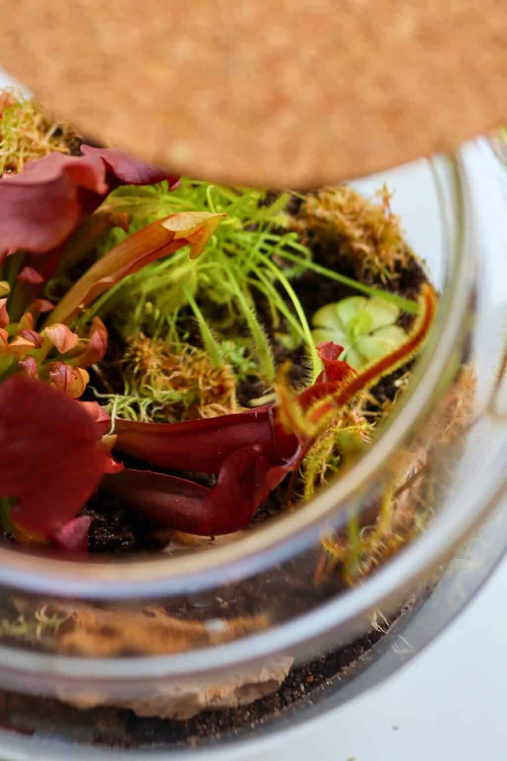 The Carnivorous Plant Terrarium Guide: Exploring the Exotic