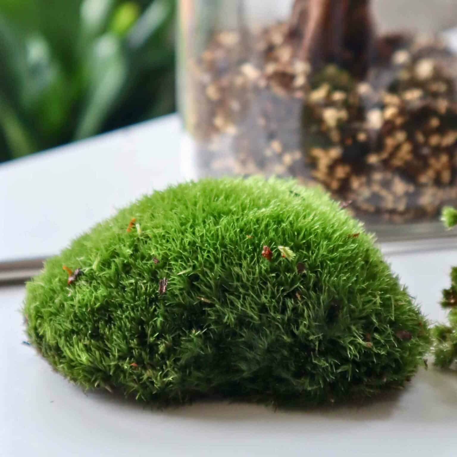 Terrarium Moss: The Secret to a Vibrant Terrarium