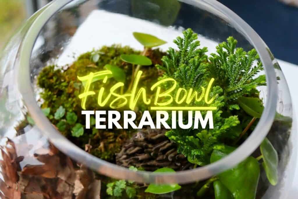 Fish Bowl Terrarium: The Complete DIY Guide (& Where to Buy)