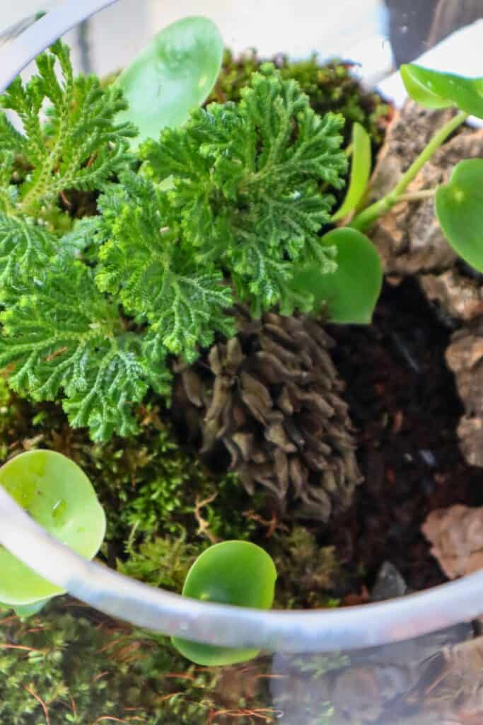 How to Make a Bioactive Terrarium (Or Vivarium) - DIY Guide - Terrarium ...