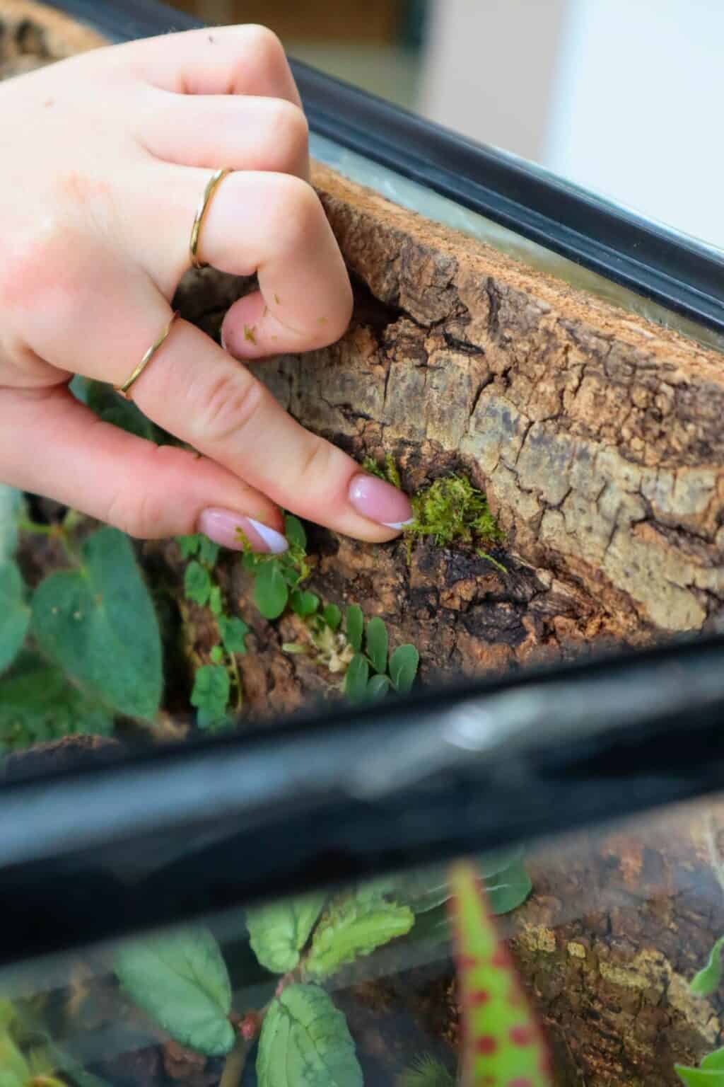 How to Make a Terrarium in a Fish Tank [Aquarium Sea-Crets]