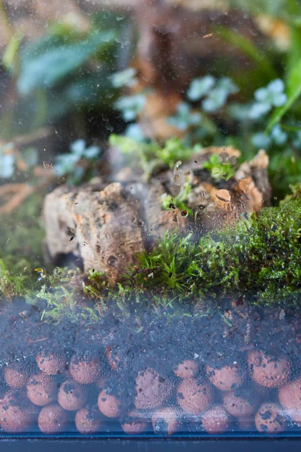 How to Make a Bioactive Terrarium (Or Vivarium) - DIY Guide - Terrarium ...