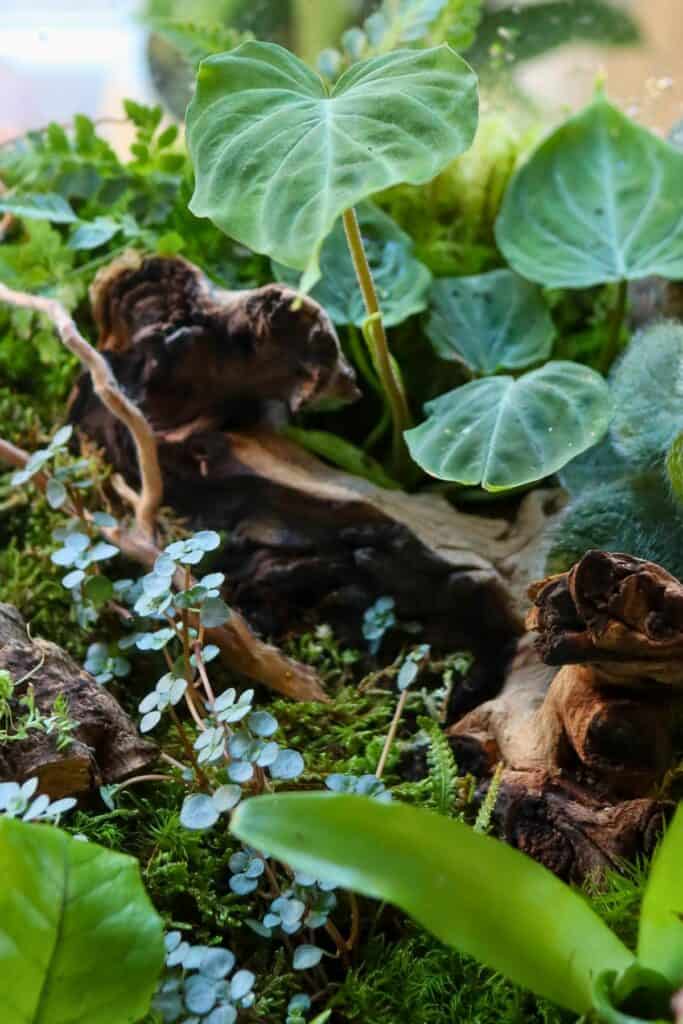 How to Make a Bioactive Terrarium (Or Vivarium) - DIY Guide - Terrarium ...