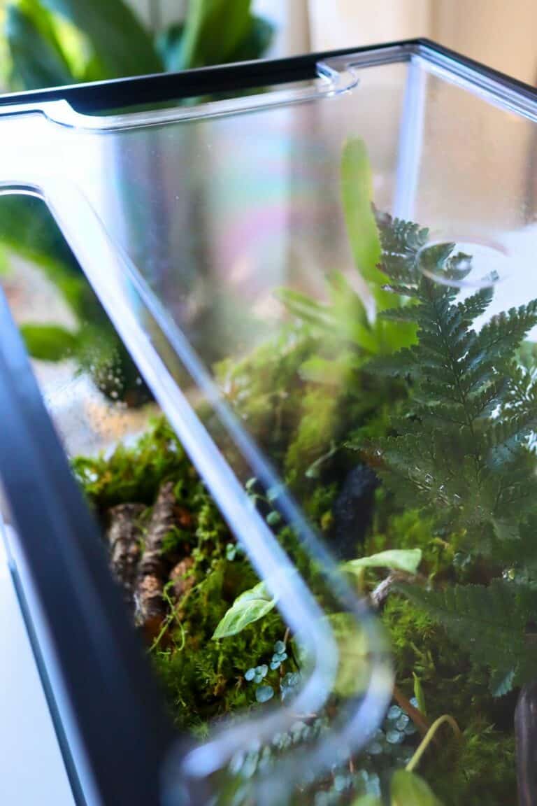 How to Make a Terrarium in a Fish Tank [Aquarium Sea-Crets]